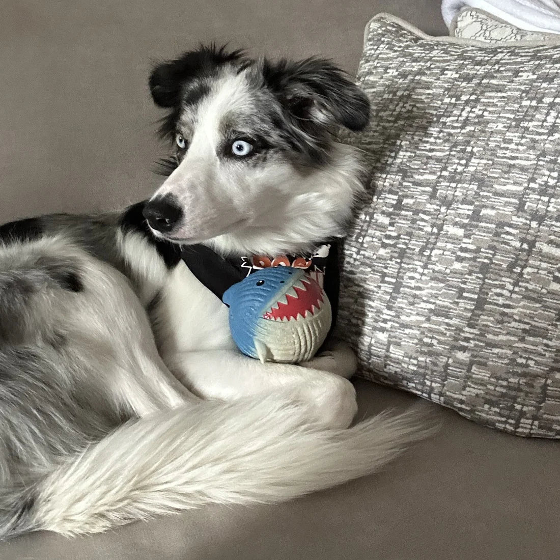 Ruff-Tex Finn The Shark – Trish Hampton